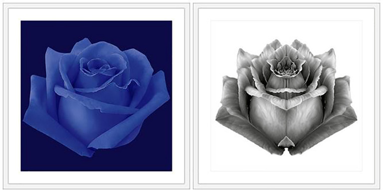 A ROSE IS A ROSE… – The London Group